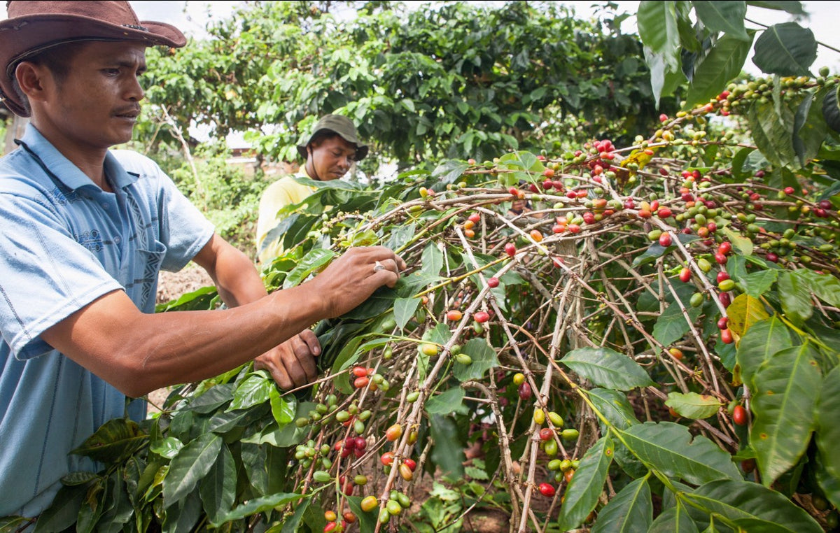 Coffee Origin: Sumatra – Ally Open