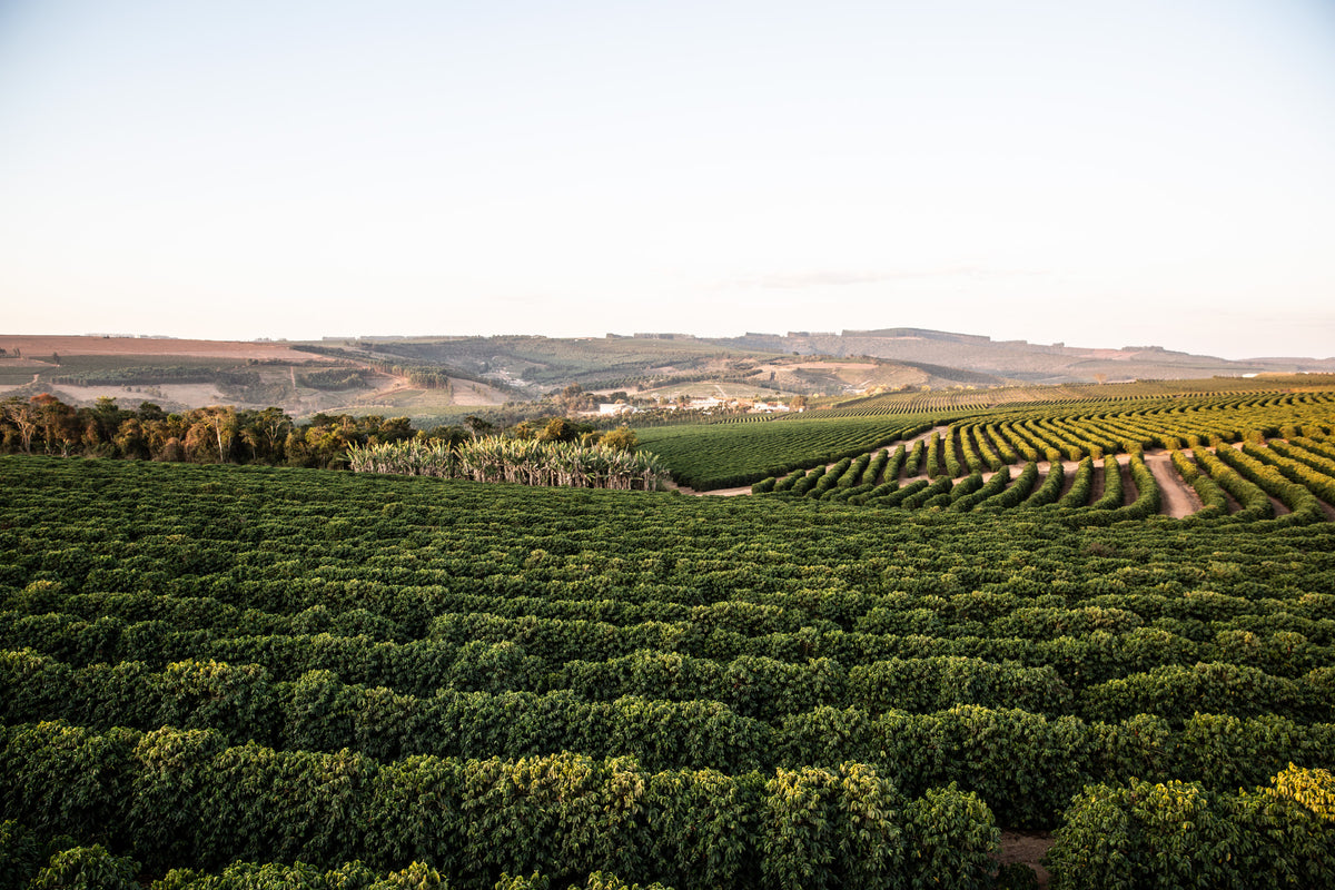 Ally Coffee Champ Trip 2022 - Champions in Brazil – Ally Open