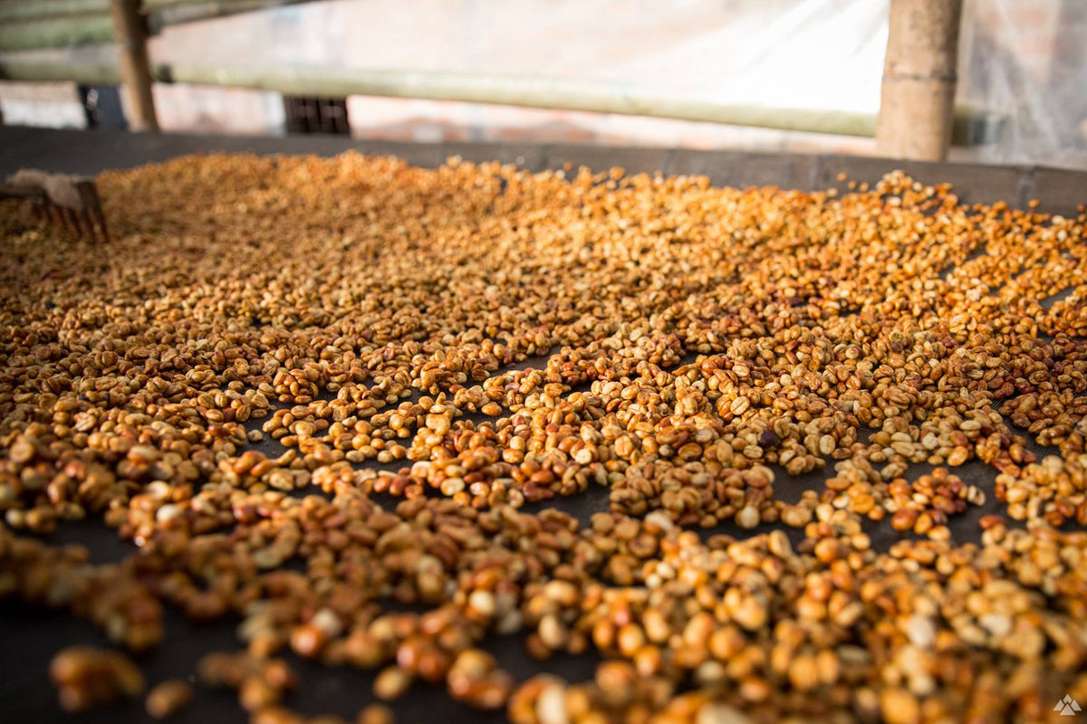 Origin Report - Colombia | Ally Open blog from Ally Coffee