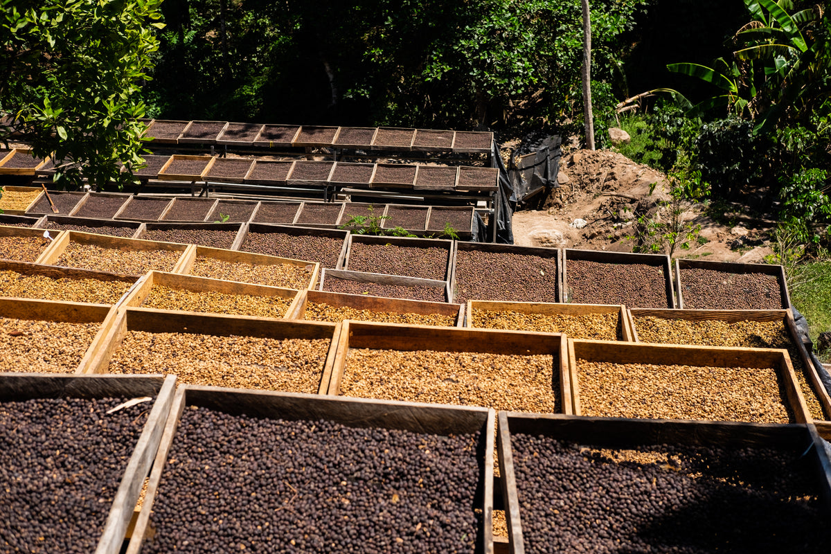 Coffee Processing: Washed, Natural, In-Between, and Beyond – Ally Open