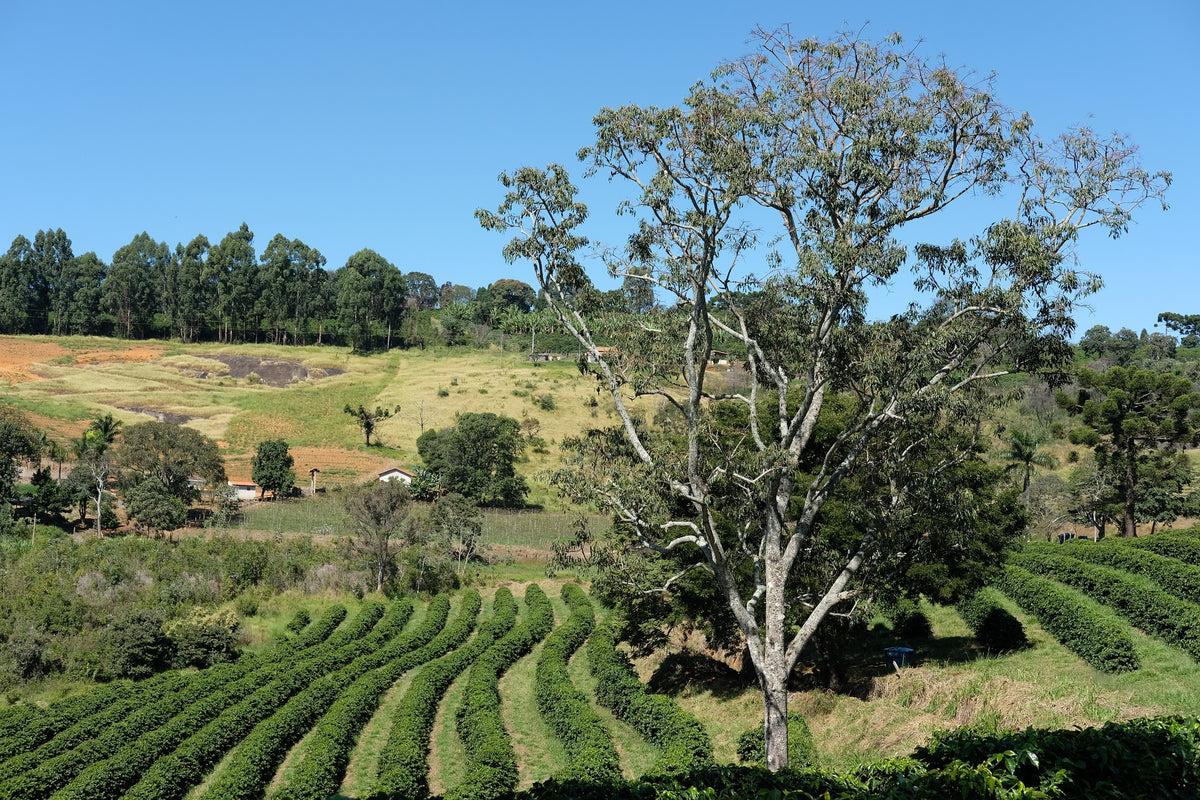 Origin Report - Brazil – Ally Open