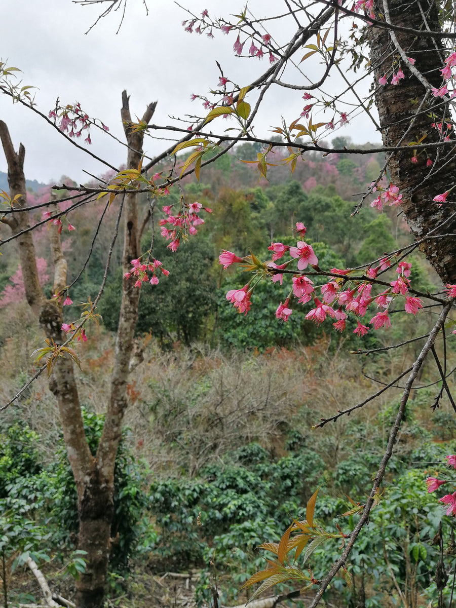 A Few Questions With... Fuadi Pitsuwan | Ally Coffee Blog – Ally Open