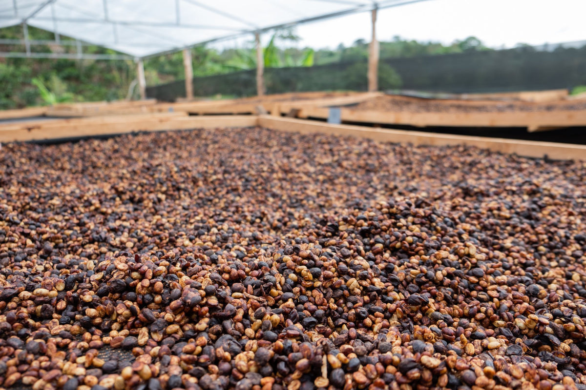 Updates from Costa Rica – Ally Open