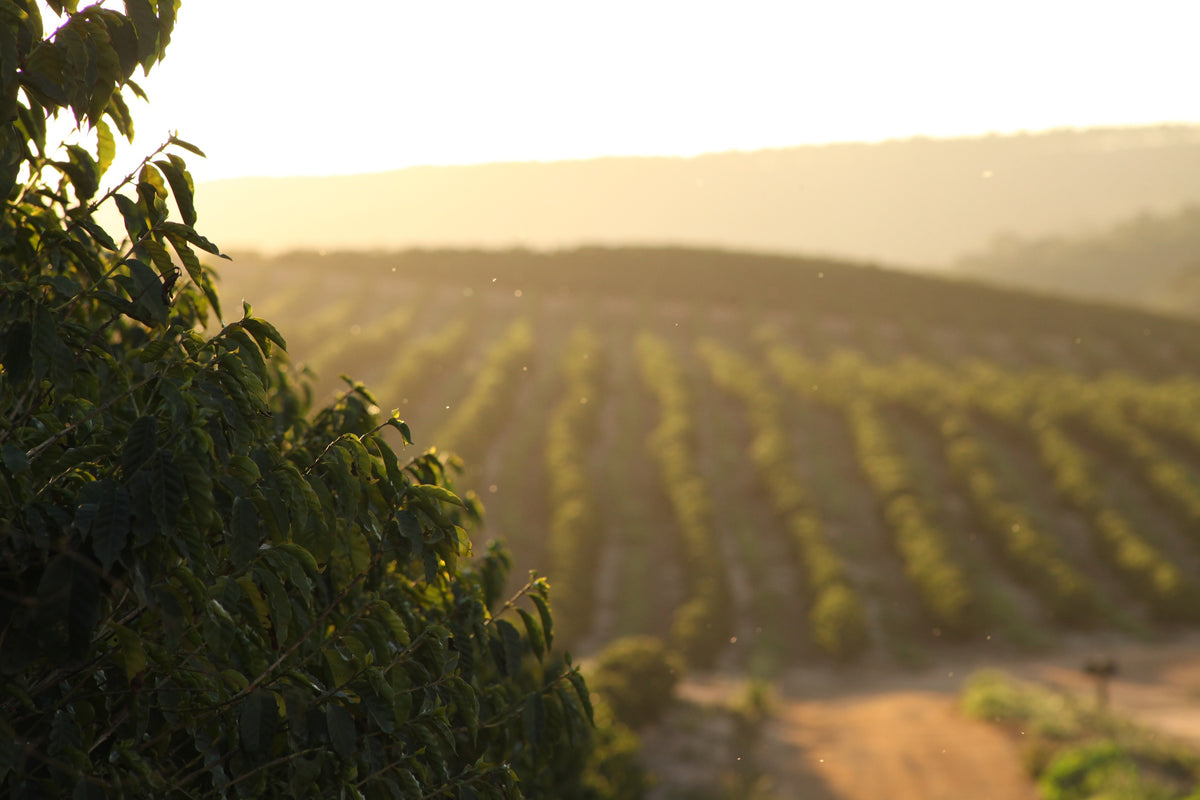 Ally Coffee Live on Instagram from Brazil | Ally Open Blog