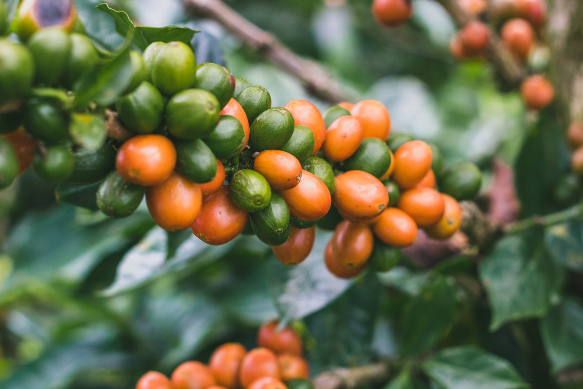 Continuing Innovation in Coffee Processing at Finca Monteblanco | Blog ...