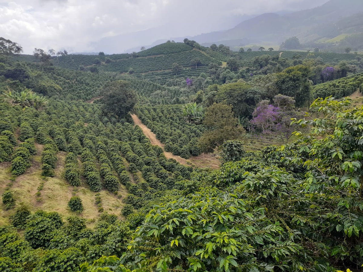 Origin Report - Brazil | Ally Open blog from Ally Coffee